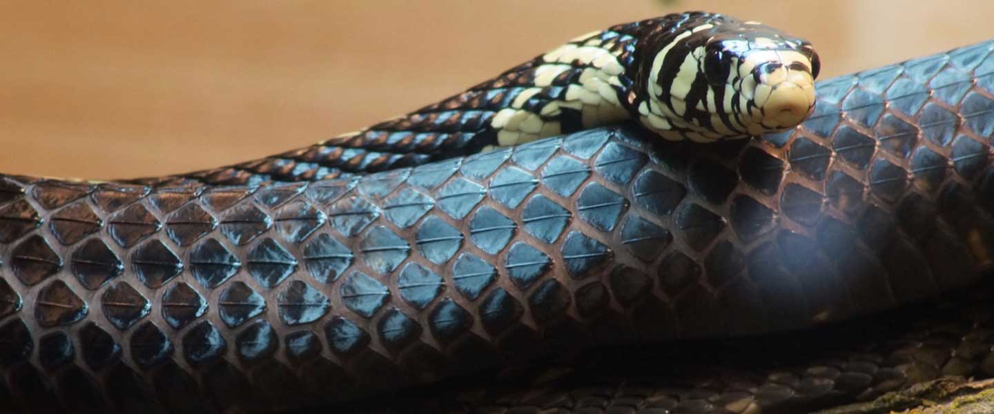 aaa – Herpetoculture